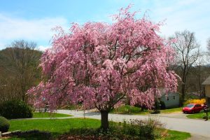 10 USDA Zone 4 Flowering & Ornamental Trees