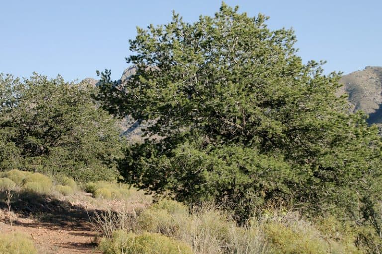 9 Types of Pine Trees in Texas (to Grow or View in the Wild)