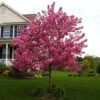 10 USDA Zone 4 Flowering & Ornamental Trees