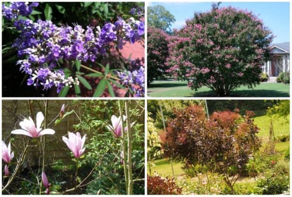 6 Best Nut Trees to Grow in Tennessee for Reliable Crops