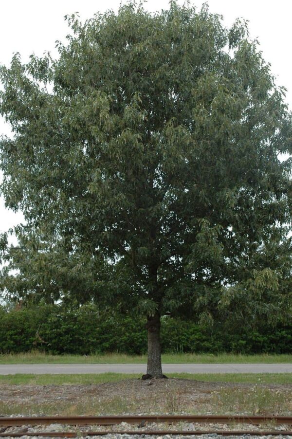 30 Types of Native Texas Trees (Common & Rare Varieties)