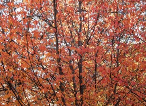 10 Best Trees in Central Florida for Landscapes & Gardens