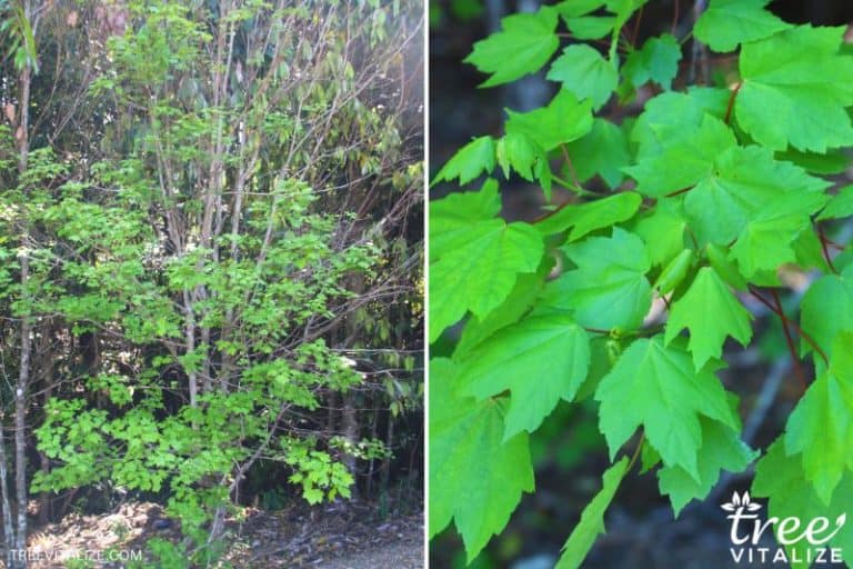18 Different Types of Maple Trees & Identifying Features