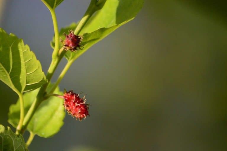 22 Common Native Illinois Tree Types to Admire or Plant