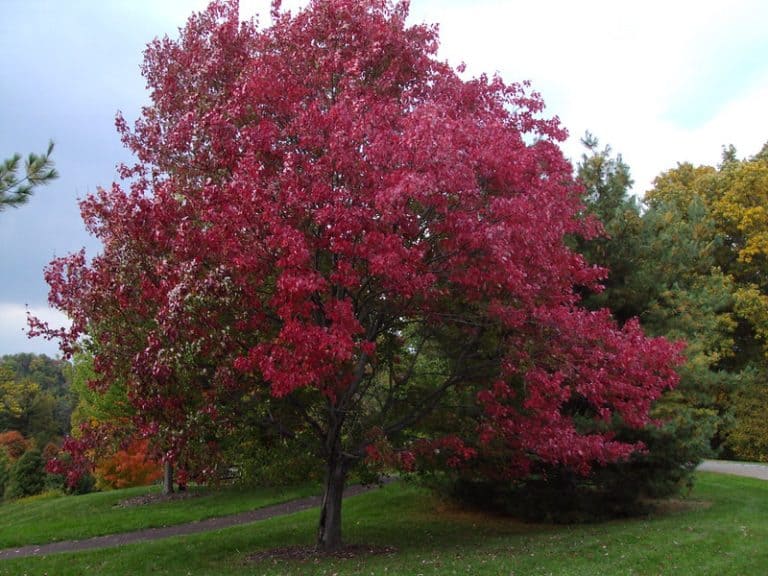 25 Common Types of Trees Native to Maryland (Grow or Admire)