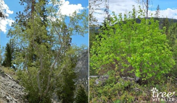 18 Different Types of Maple Trees & Identifying Features