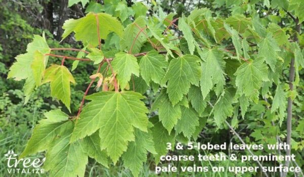 18 Different Types of Maple Trees & Identifying Features