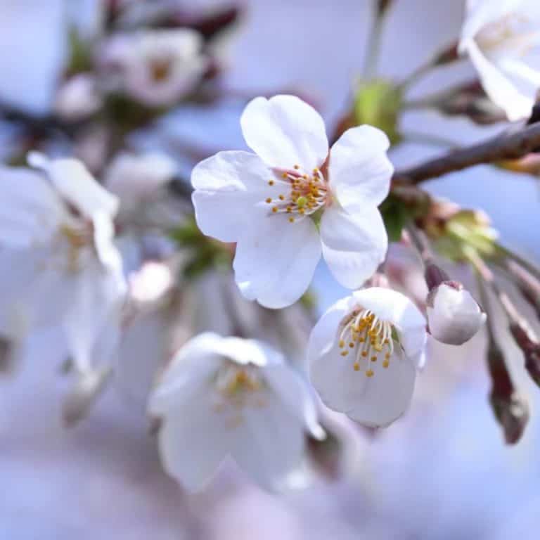 5 Best Cherry Tree Varieties to Grow in Texas (Yummy)