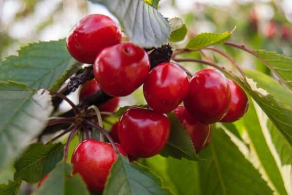 5 Best Cherry Tree Varieties to Grow in Texas (Yummy)