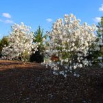 24 Stunning Ornamental Flowering Trees For Illinois