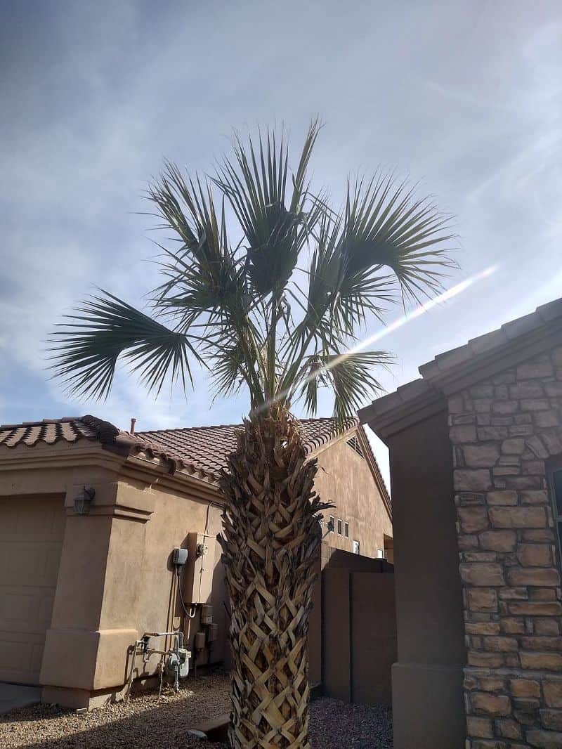 30 Types of Native Texas Trees (Common & Rare Varieties)