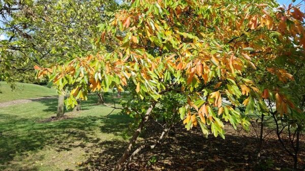 28 Best Common & Native Trees that Grow in Virginia