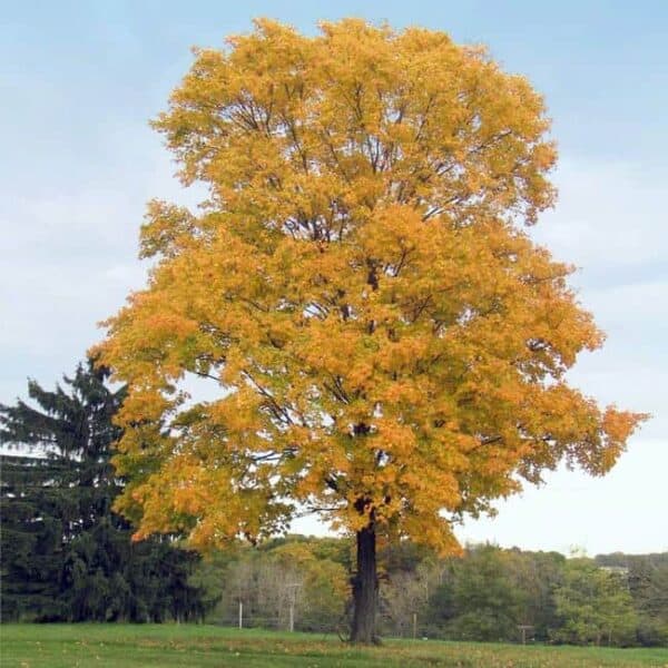 18 Different Types of Maple Trees & Identifying Features