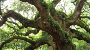 10 Best Trees in Central Florida for Landscapes & Gardens