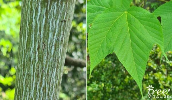6 Best Varieties of Maple Trees that Grow in Georgia