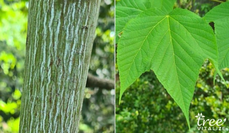 18 Different Types of Maple Trees & Identifying Features