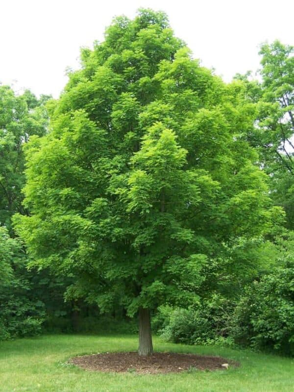 5 Maple Trees That Will Thrive in Tennessee