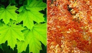 18 Different Types of Maple Trees & Identifying Features