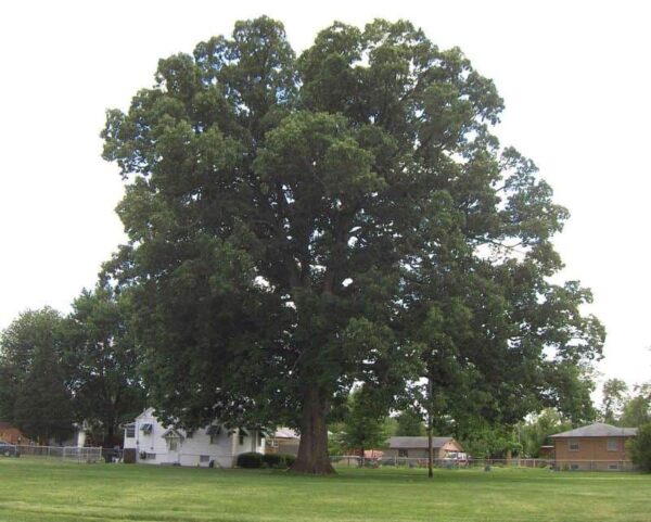 16 Types of Oak Trees in Texas (White & Red Varieties)
