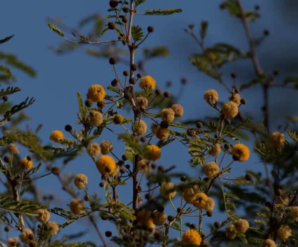 5 Thorn Trees You Will Find Growing in Texas