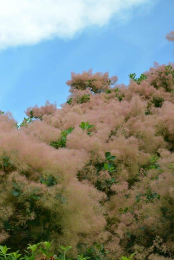 6 Beautiful Pink Flowering Trees in Texas (You Will Love)
