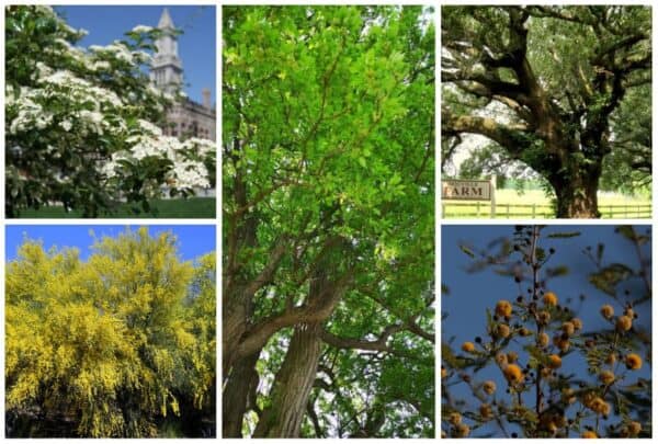 13 Popular Trees in North Texas That Will Thrive