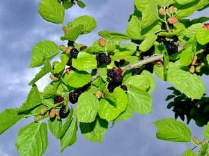 11 Best USDA Zone 4 Fruit Trees To Plant Today