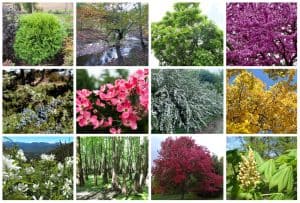 21 Native Colorado Trees to Plant or Admire in the Wild