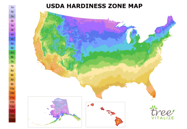 USDA Zone 12: Where is it? What to Plant? Tips to Success