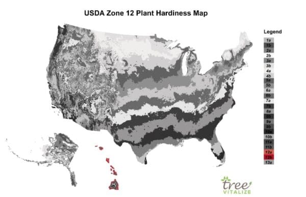 USDA Zone 12: Where is it? What to Plant? Tips to Success