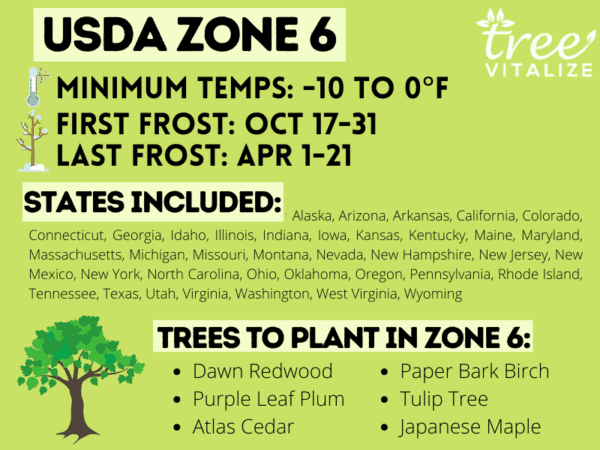 USDA Zone 6: Where is it? What to Plant? Tips to Success