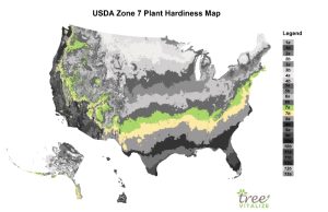 USDA Zone 7: Where is it? What to Plant? Tips to Success