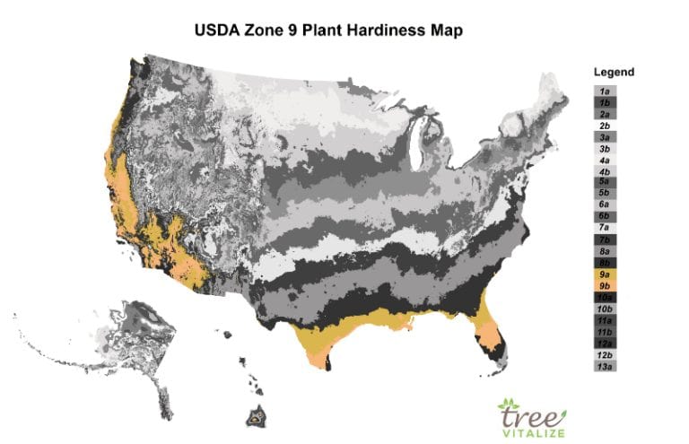 USDA Zone 9: Where is it? What to Plant? Tips to Success