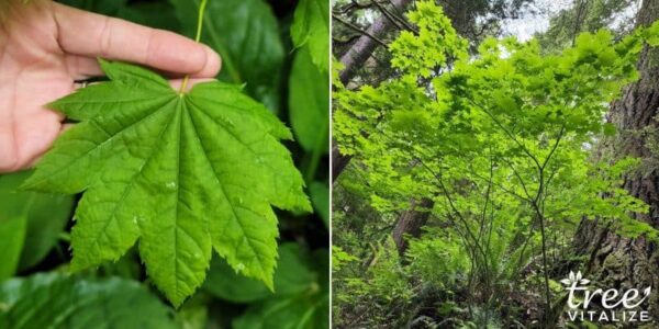 7 USDA Zone 9 Maple Trees (Heat-Tolerant Varieties)