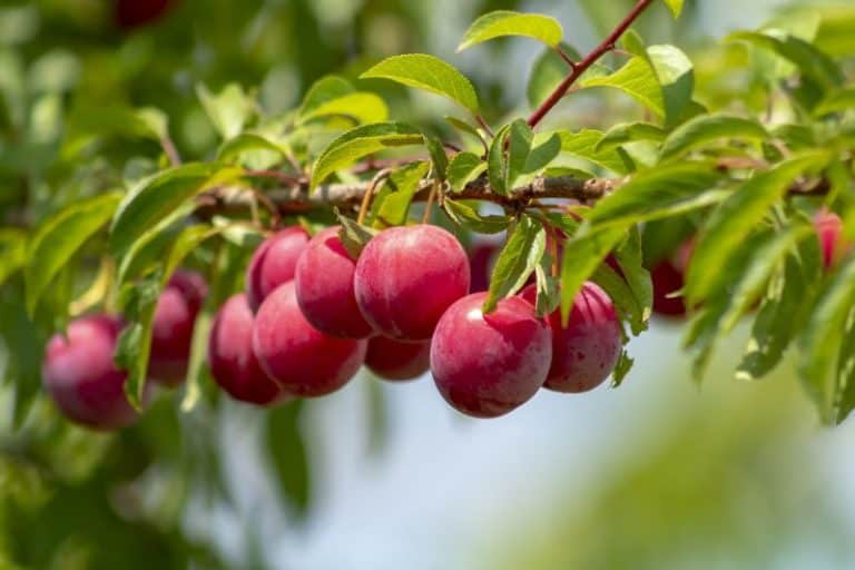 11 Best USDA Zone 4 Fruit Trees To Plant Today