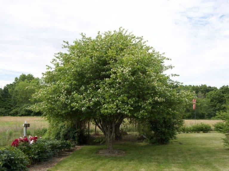 5 Drought-Tolerant Trees for USDA Zone 6 Yards & Landscapes