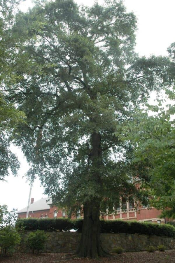 16 Types of Oak Trees in Texas (White & Red Varieties)