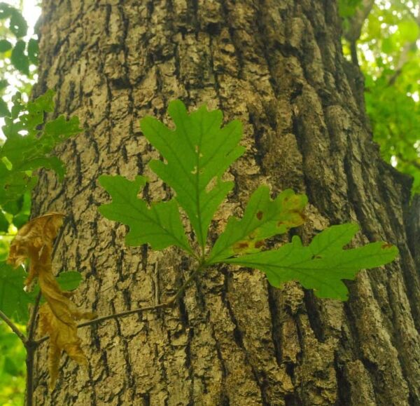 16 Majestic Oak Trees That Thrive in Illinois