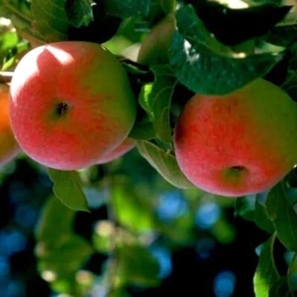 7 Best USDA Zone 6 Apple Trees to Plant Today
