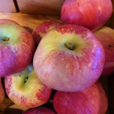 8 USDA Zone 4 Apple Trees (Cold Hardy Varieties)