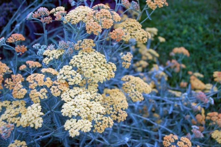 USDA Zone 1: Where is it? What to Plant? Tips to Success