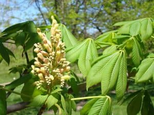 25 Common Types of Trees Native to Maryland (Grow or Admire)