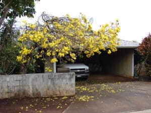 10 Best Trees in Central Florida for Landscapes & Gardens