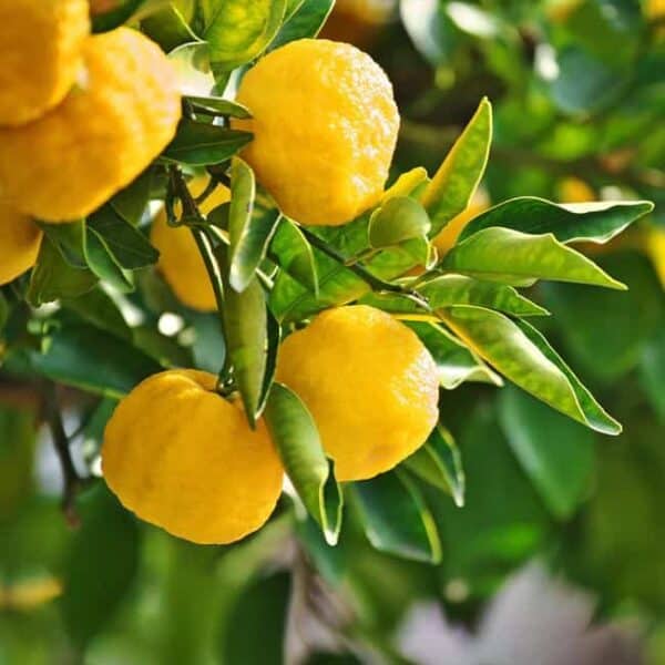 13 Best Citrus Varieties to Grow in Florida (Lemon & Lime)