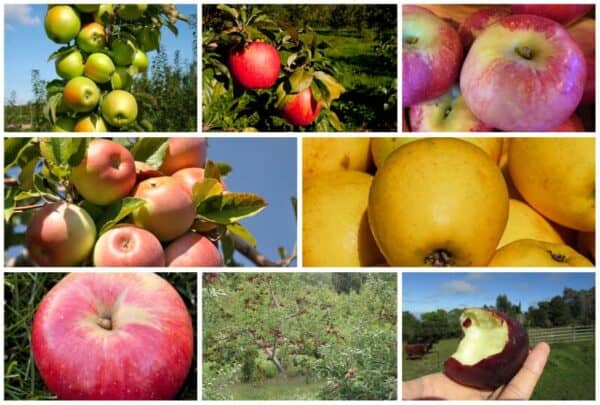 7 Types of Fruit Trees That Will Thrive in Kansas