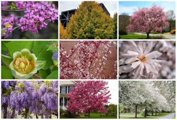 20 Full-Sized & Small Ornamental Flowering Trees for Zone 7