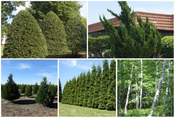 10 Privacy Trees to Grow in Florida (to Block Prying Eyes!)