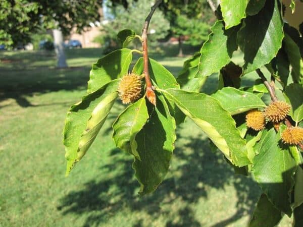 22 Common Native Illinois Tree Types to Admire or Plant