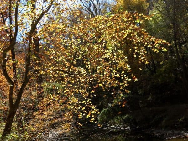 25 Common Types of Trees Native to Maryland (Grow or Admire)