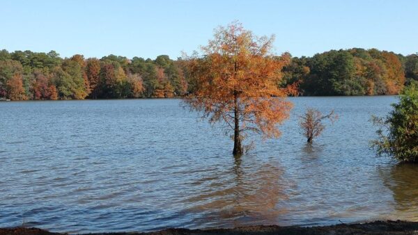 22 Common Native Illinois Tree Types to Admire or Plant